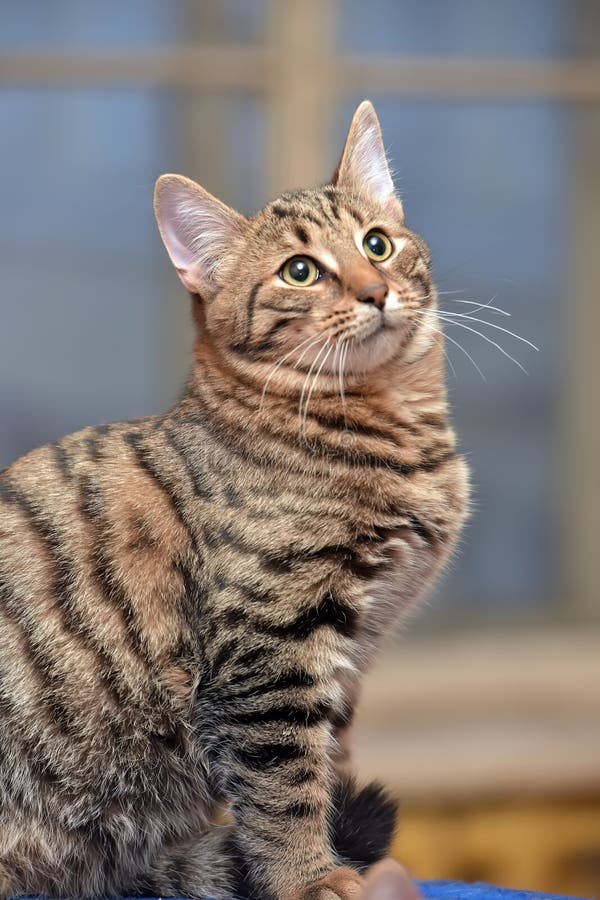 Young striped cat stock photo. Image of kitten, mackerel - 38011352
