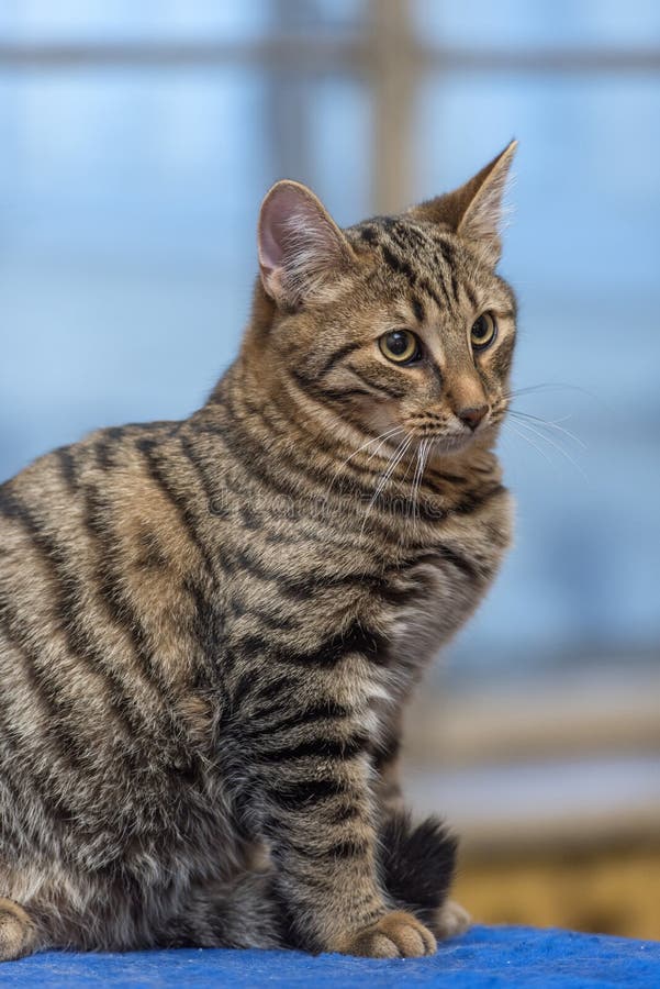 Young striped cat stock photo. Image of kitten, mackerel - 38011352