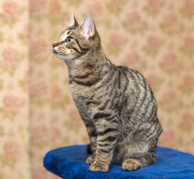 Young striped cat stock photo. Image of kitten, mackerel - 38011352