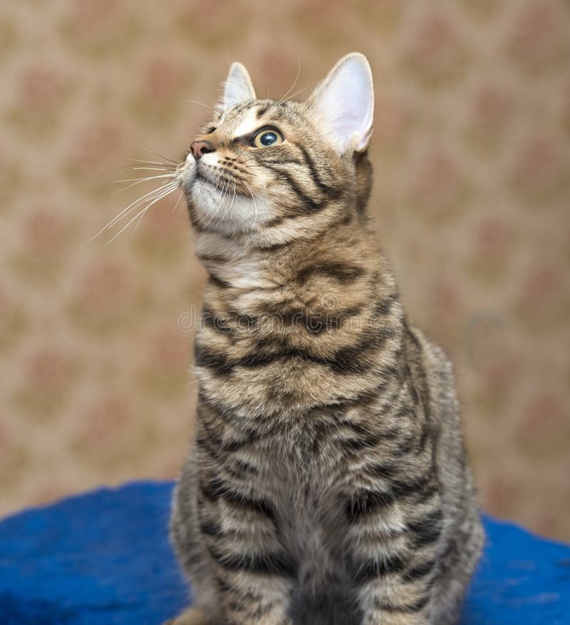 Young striped cat stock photo. Image of kitten, mackerel - 38011352