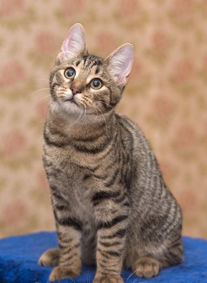 Young striped cat stock photo. Image of kitten, mackerel - 38011352