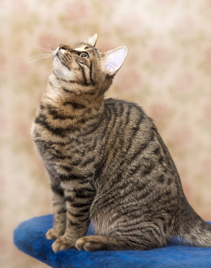 Young striped cat stock photo. Image of kitten, mackerel - 38011352