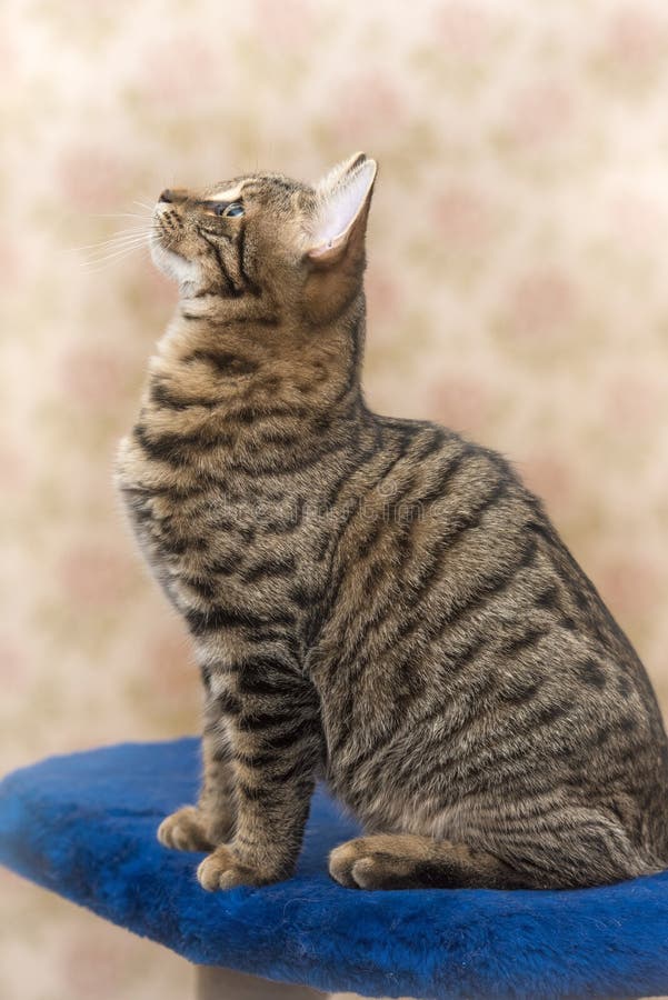 Young striped cat stock photo. Image of kitten, mackerel - 38011352
