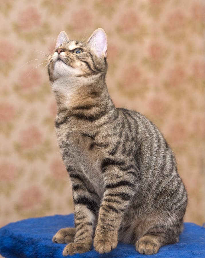 Young striped cat stock photo. Image of kitten, mackerel - 38011352