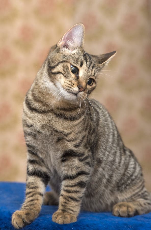 Young striped cat stock photo. Image of kitten, mackerel - 38011352