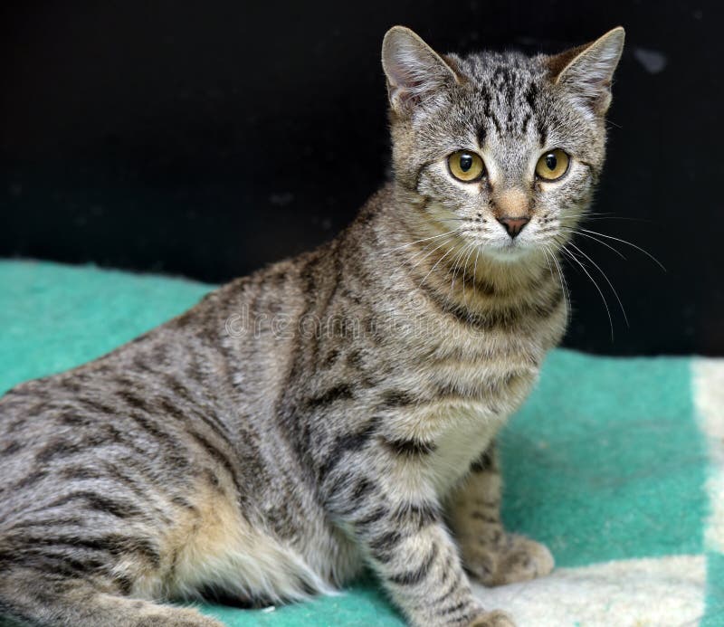 Young striped cat stock photo. Image of kitten, mackerel - 38011352
