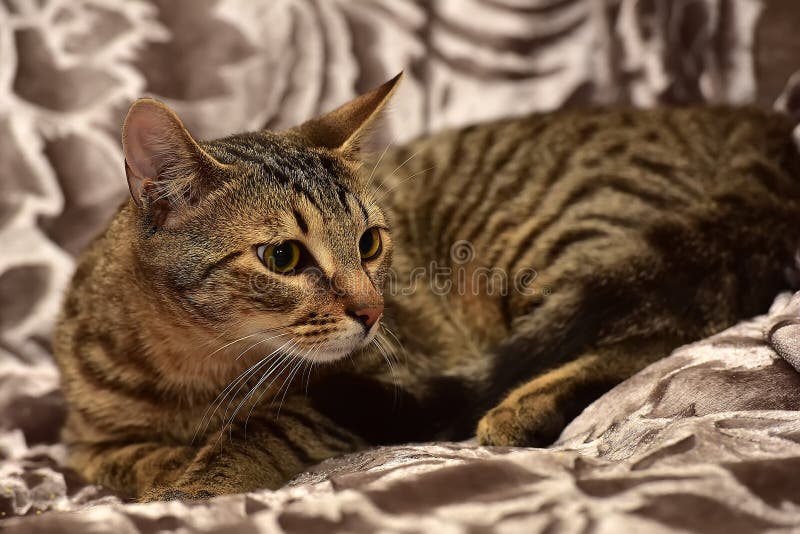 Striped Brown Cat on the Sofa Stock Image - Image of couch ...