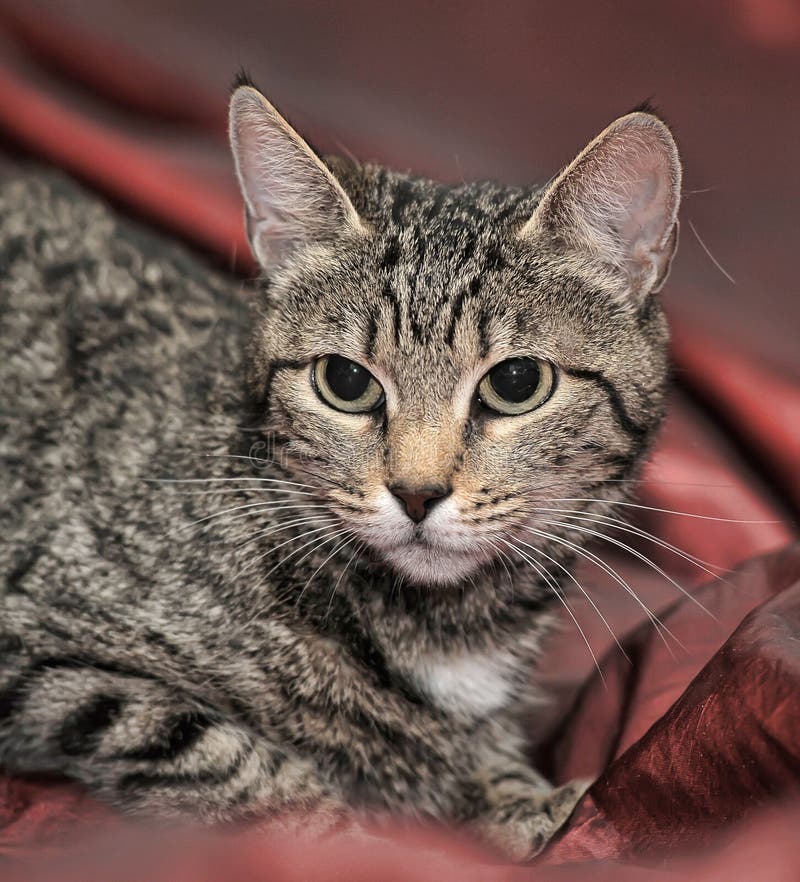 Young striped cat stock photo. Image of kitten, mackerel - 38011352