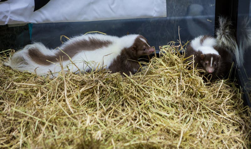 Young Striped Skunk in Farm Stock Photo - Image of brown, domestic ...