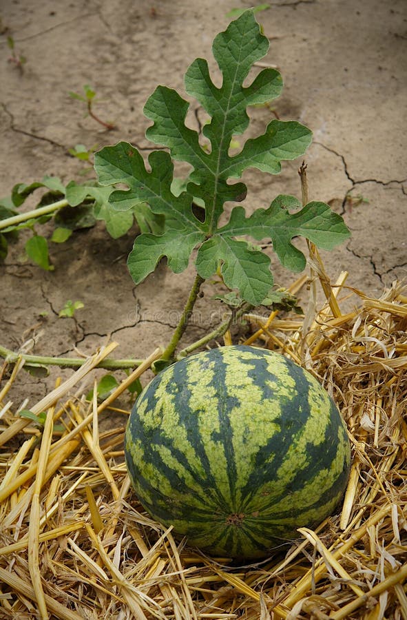 Young striped watermelon stock photo. Image of green - 227167936