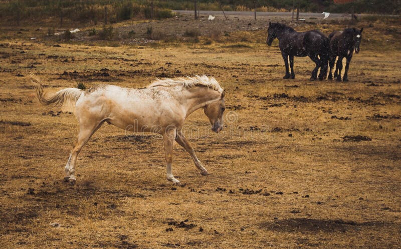 Young, Strong and Virile Bronco Horse Running between the Corrals ...