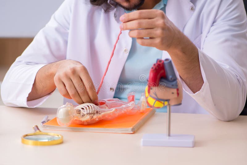 Young Male Student Studying Human Anatomy Stock Photo - Image of class ...
