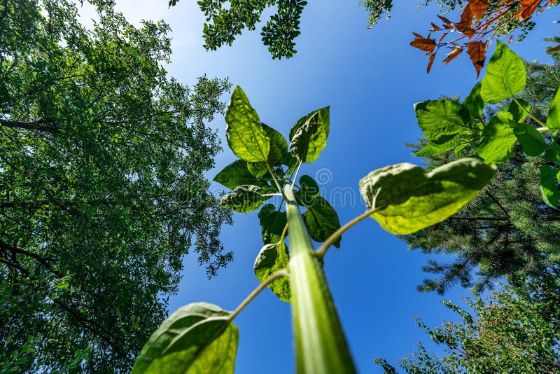 382 Sunflower Bottom Background Stock Photos - Free & Royalty-Free ...