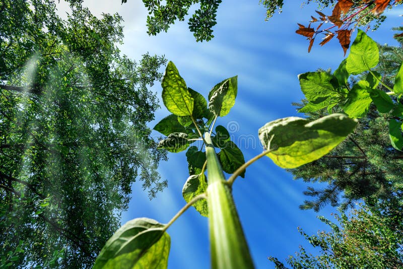 341 Sunflower Bottom Background Stock Photos - Free & Royalty-Free ...