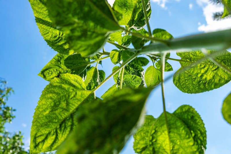 341 Sunflower Bottom Background Stock Photos - Free & Royalty-Free ...