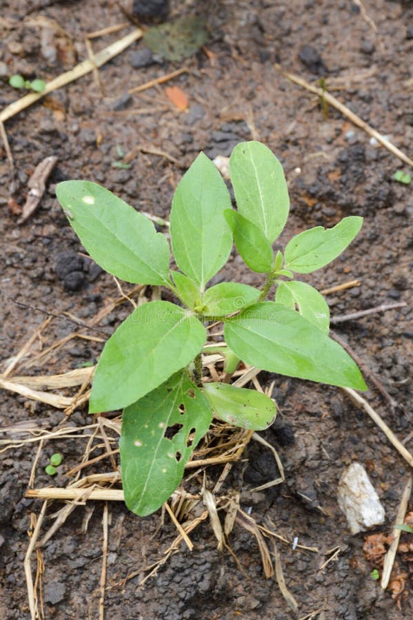 Young Sunflower on the Ground Stock Image - Image of organic, annuus ...