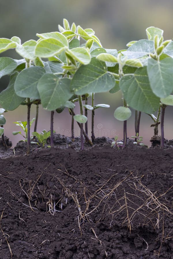 Young Sunflower Plants in Soil with Roots Stock Photo - Image of stem ...
