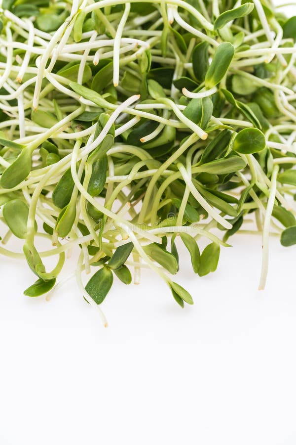Young sunflower sprouts stock photo. Image of growth - 73042304