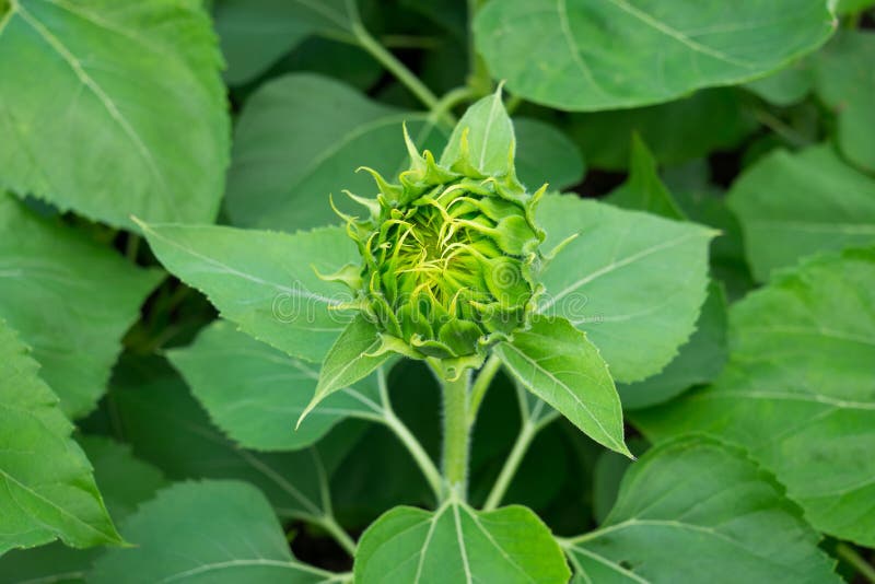 Young Sunflowers Blooming in Summer Stock Photo - Image of plant, garden: 57733240