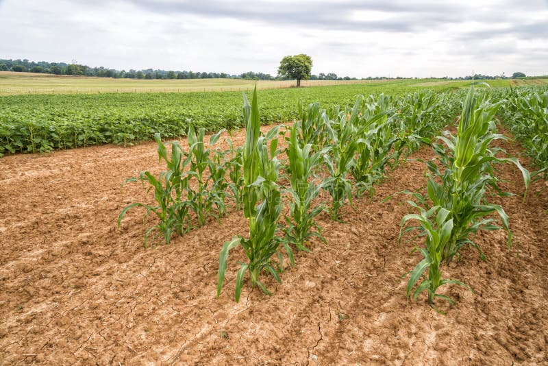 Young Sunflowers and Crops of Early Corn Stock Photo - Image of scenery ...