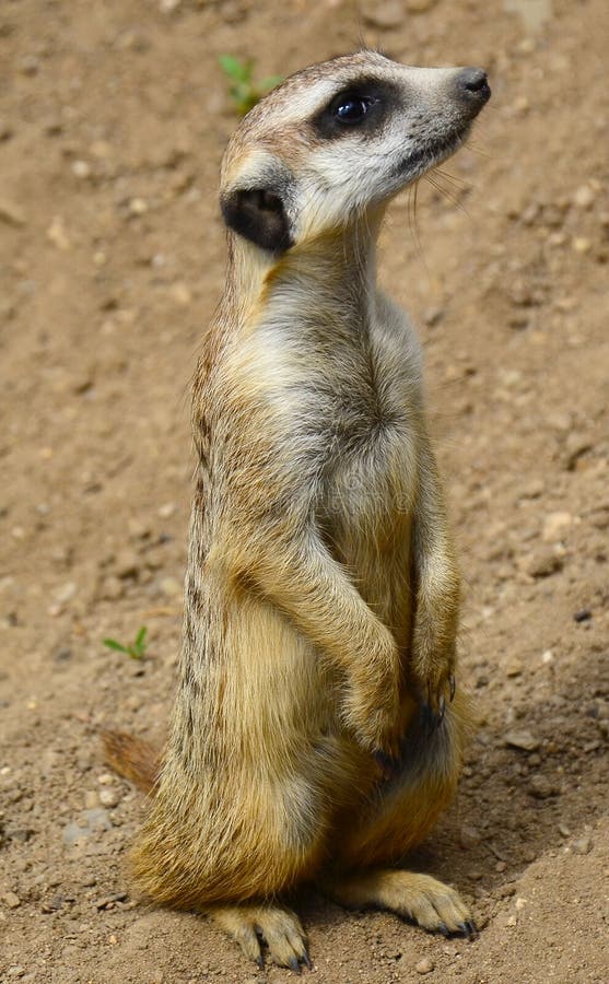 Young Suricate (Suricata Suricatta) Stock Photo - Image of view, family ...