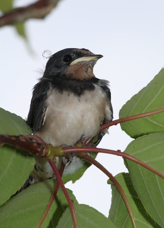 Young Swallow ( Hirunda Rustica ) in Tree Stock Photo - Image of leaf ...