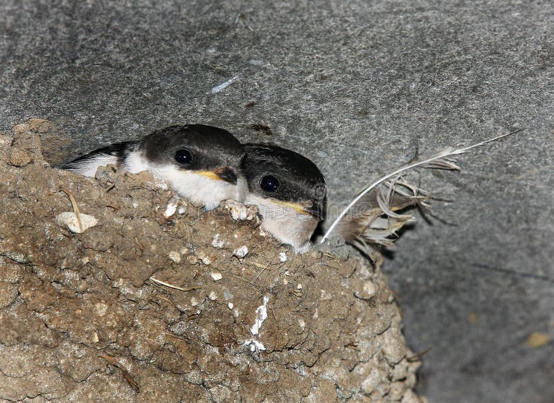 Young Swallows in nest. stock image. Image of swallows - 57435165