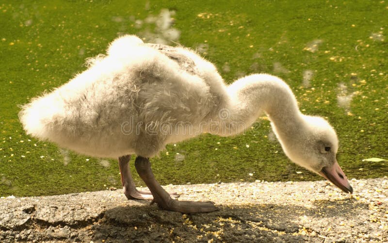 Swan eating lunch stock photo. Image of january, white - 135848132