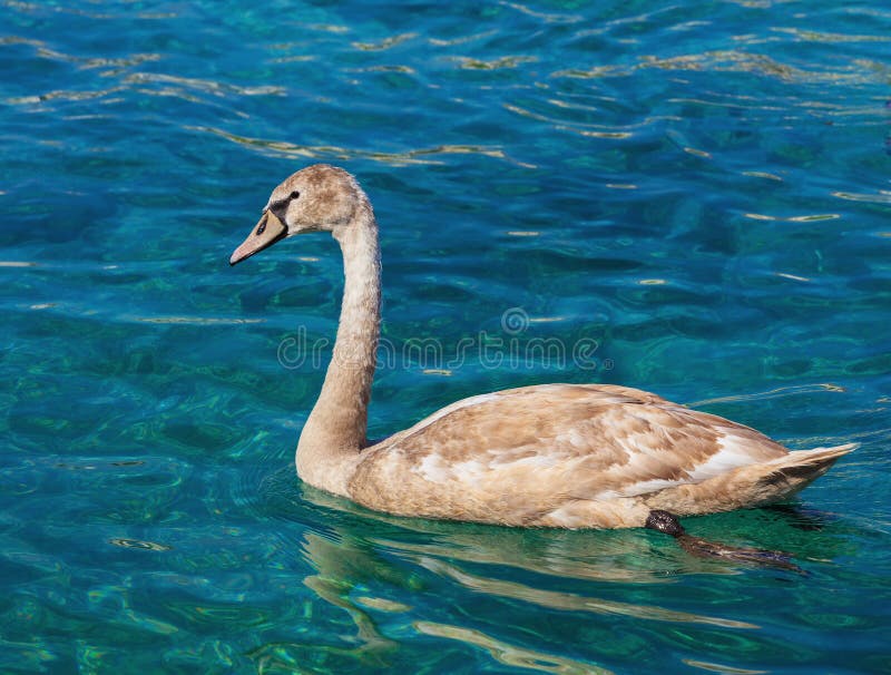Young swan on Lake Geneva stock photo. Image of brown - 97347616