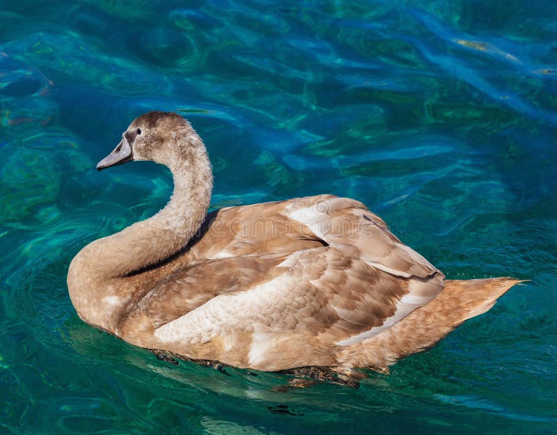 Young swan on Lake Geneva stock photo. Image of side - 97382998