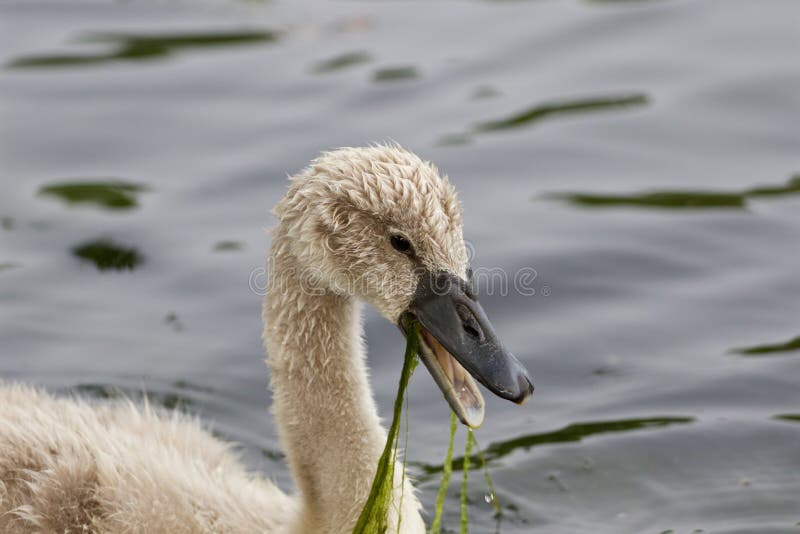 The Young Swan is Screaming Stock Image - Image of close, plumage: 57953715