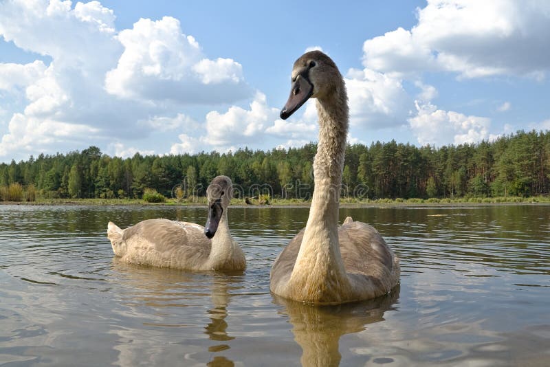 Young swans stock image. Image of pond, swan, swimming - 12442911
