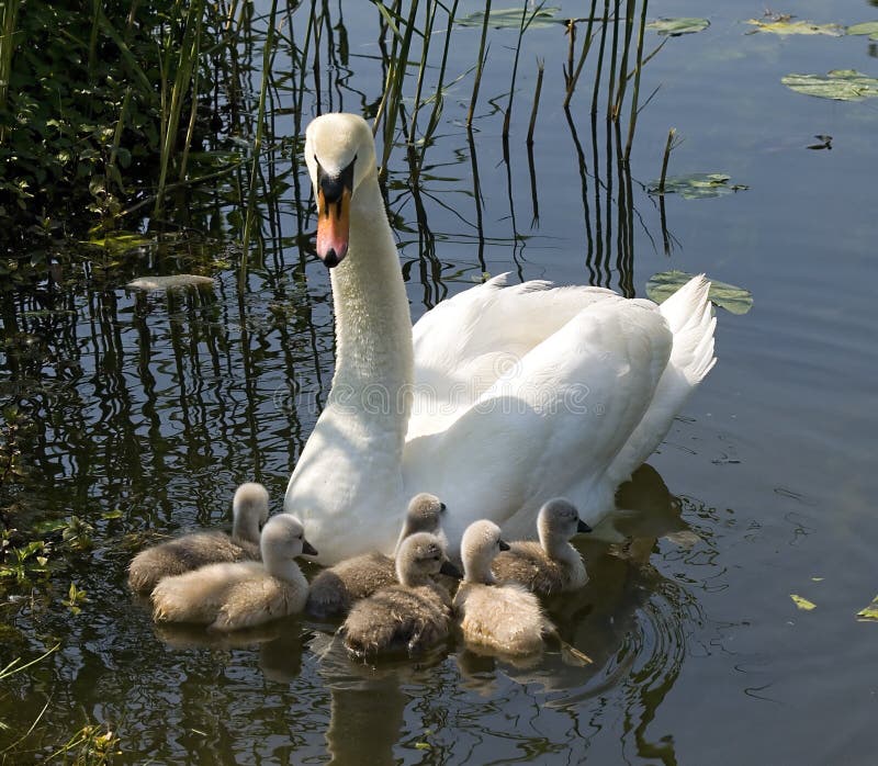 Young swans stock image. Image of birth, eyes, brood - 22738547