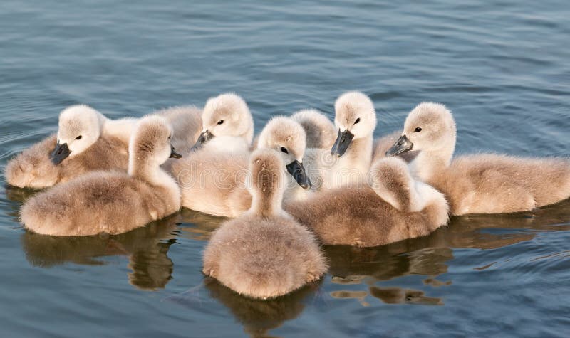 Young swans stock photo. Image of beautiful, mother, lake - 63789534