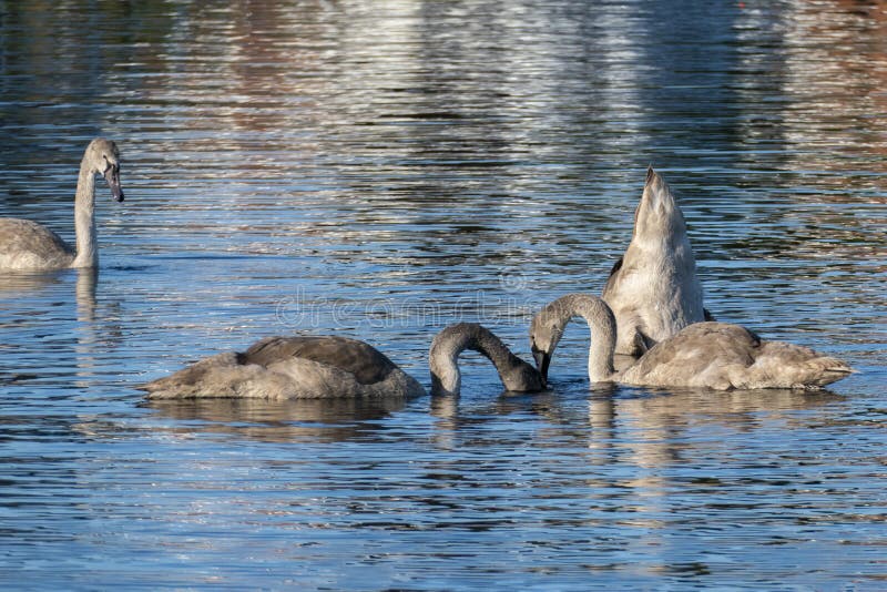 Young Swans Play on the Water and Stick Their Heads Under Water Stock ...