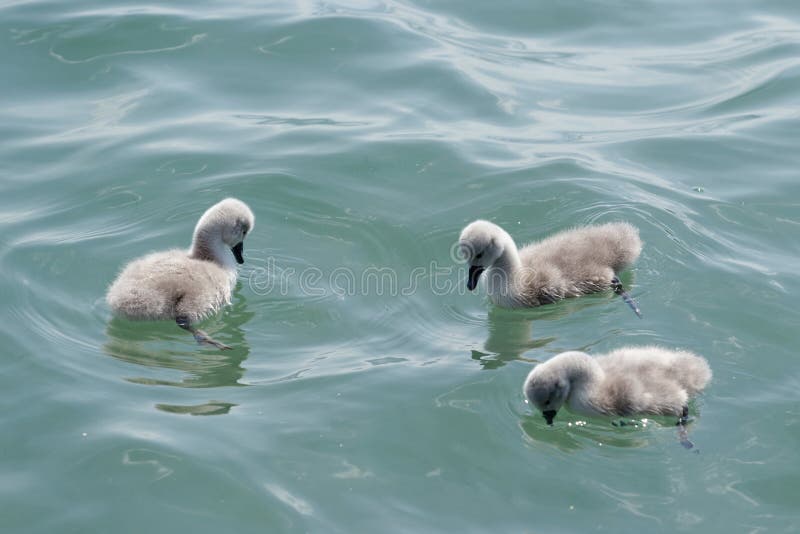 Young swans stock image. Image of nature, wavelet, wildlife - 57574519