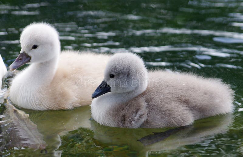Young swans with parents stock image. Image of kids, live - 31369655