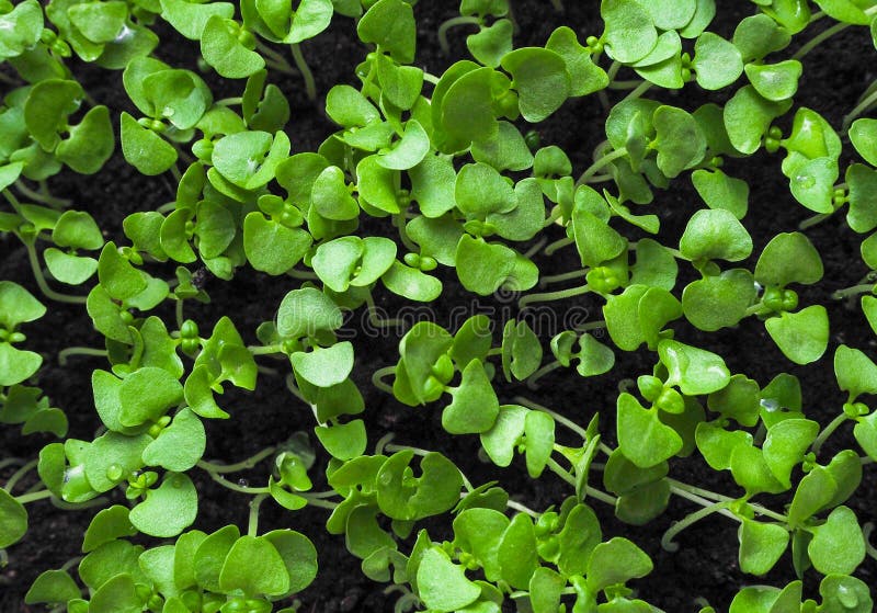 Young Sweet Basil Plants Sprouting in Spring. Stock Photo - Image of ...
