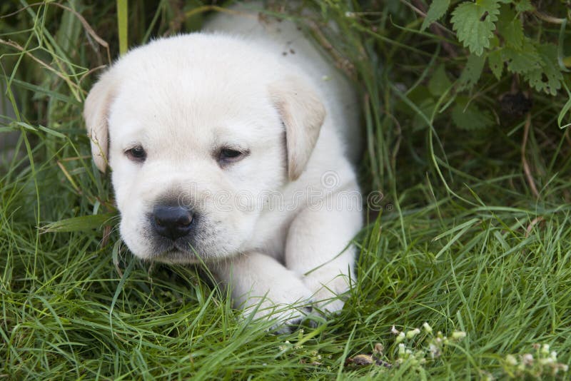 Young sweet labrador puppy stock photo. Image of white - 78197472