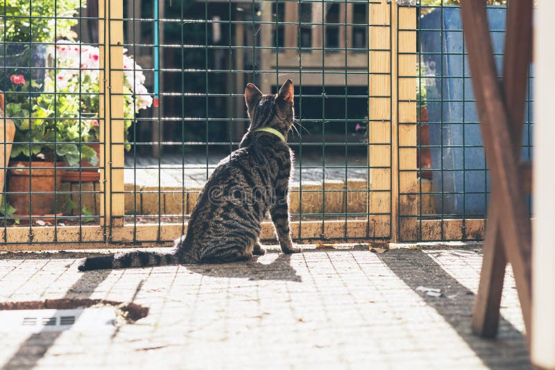 Young Tabby Cat Behind Fence in Garden. Stock Photo - Image of mammal ...