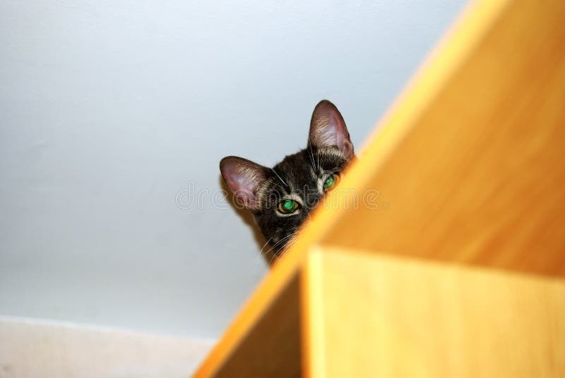 A Young Tabby Cat Looks Out from Behind a Box Stock Image - Image of ...