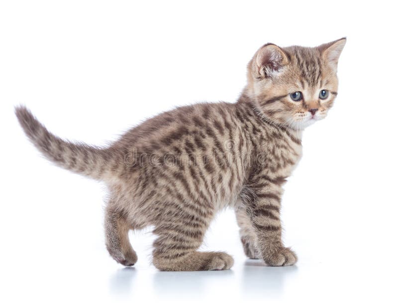 Young Tabby Cat Side View. Walking Kitten Isolated. Stock Image - Image ...