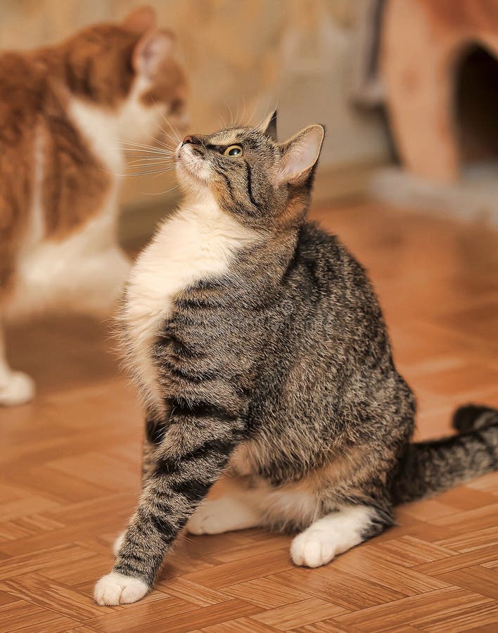 Young tabby cat stock photo. Image of brown, feline, posing - 52350692