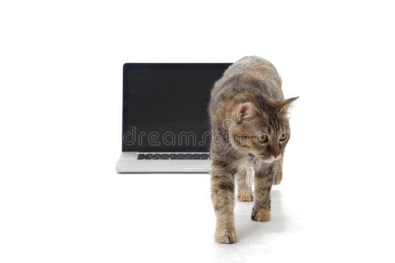Cat and Laptop stock photo. Image of young, small, whisker - 121551832