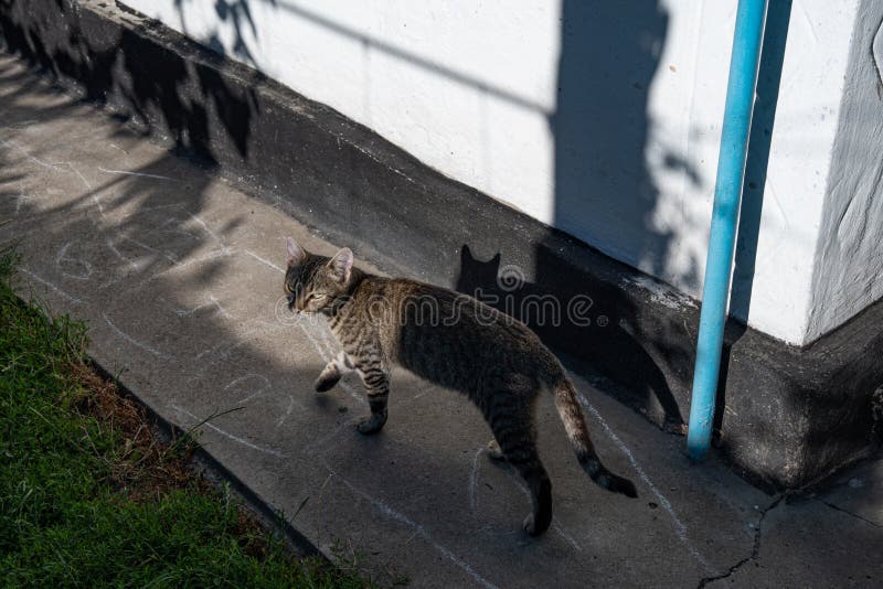 Young Tabby Cat Walking by Cement Path at Backyard and Turn Back To ...