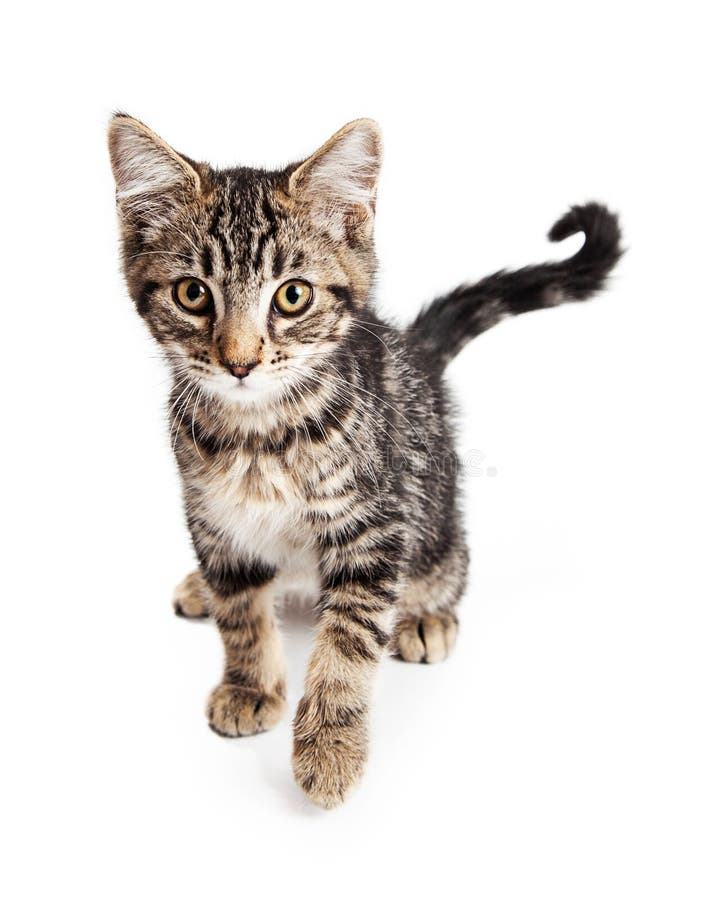 Kitten Walking Forward Over White Stock Photos - Free & Royalty-Free ...