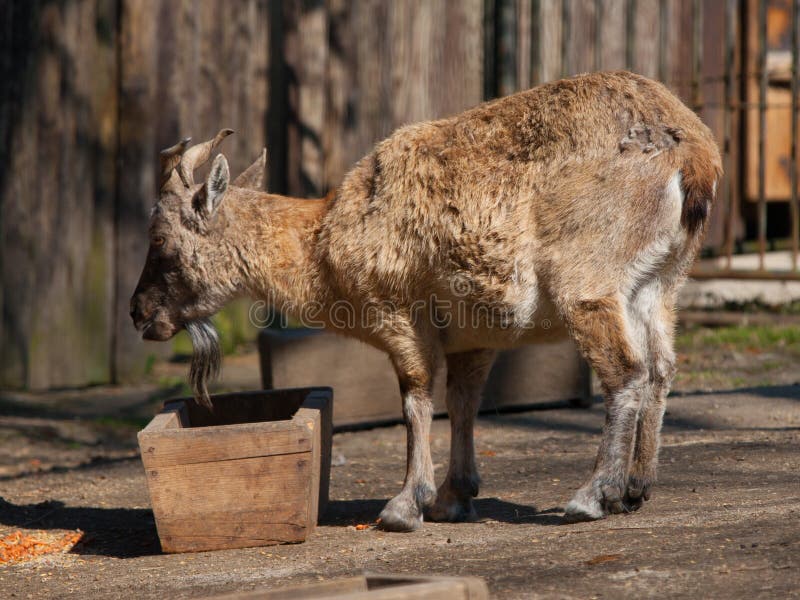 Young tadjik markhor stock image. Image of furry, habitat - 52712791