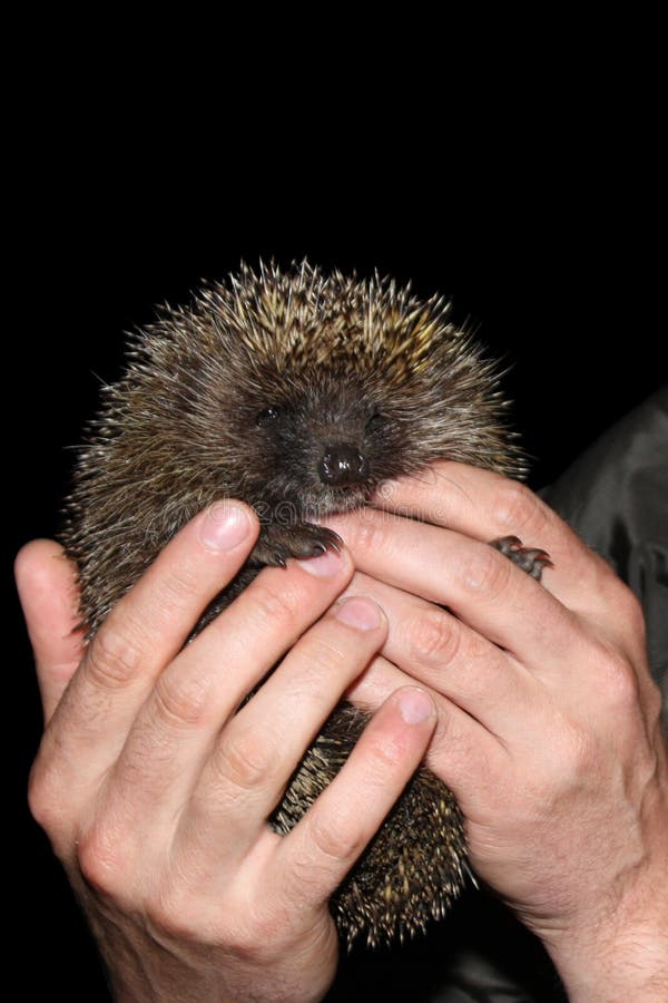 The Young Tame Hedgehog is in Hand Stock Image - Image of rodent ...