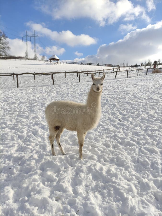 Llama snow head stock photo. Image of animal, cols, head - 158978130