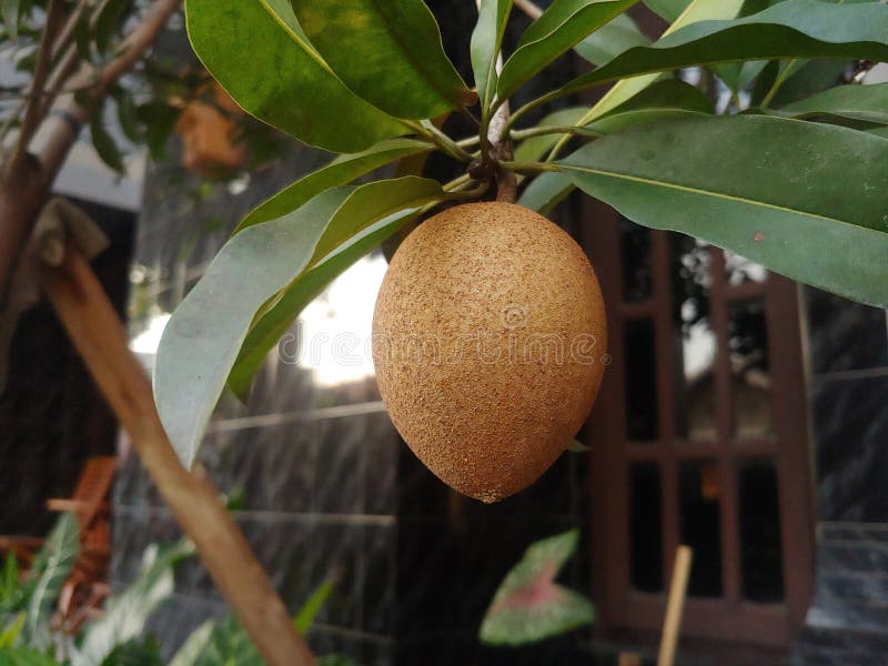 Young Tan Fruits Botanical Garden Stock Photo - Image of fruits, garden ...
